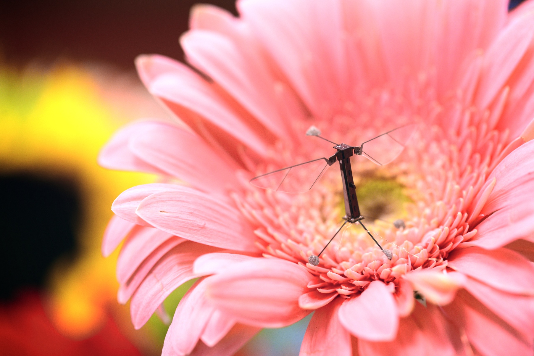 Abejas robots para polinizar y el avance de la tecnología: la otra ...