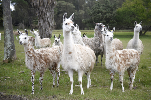 Parque Lecocq retomó el cobro de entradas fines de semana y feriados ...