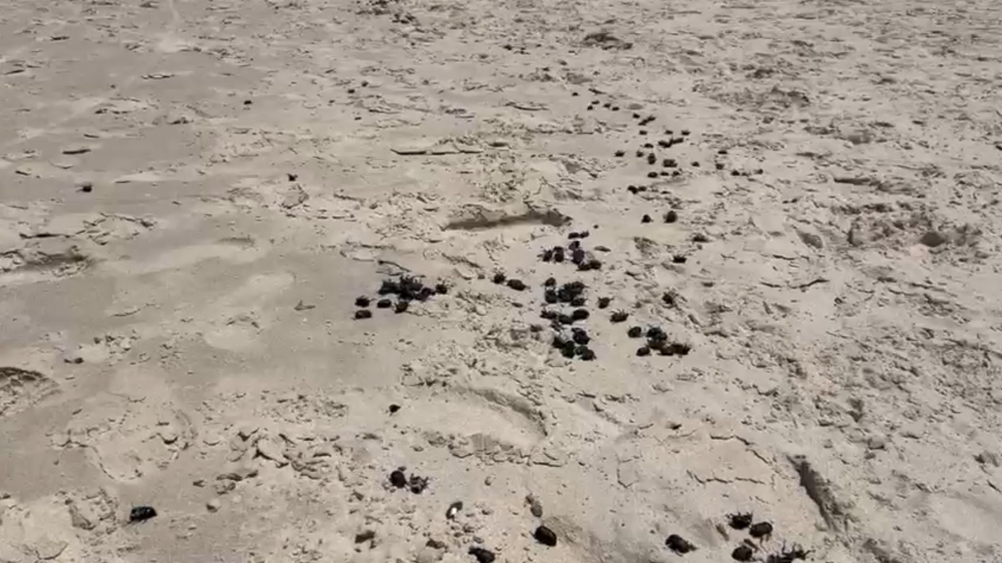 Invasión de cascarudos en las costas uruguayas - 970 Universal