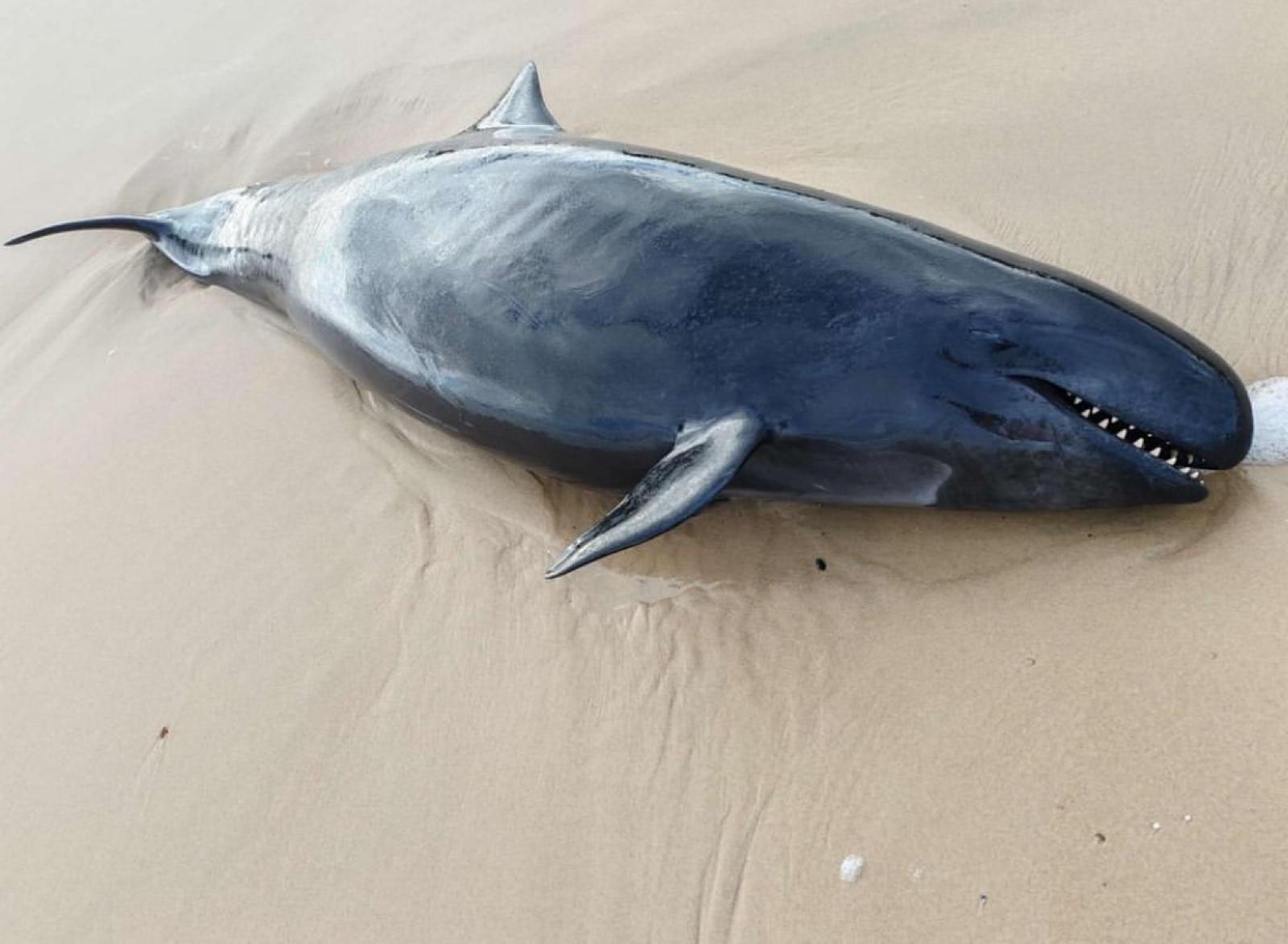 Aparición de “falsa orca” en José Ignacio ¿qué hay detrás de estos varamientos? - 970 Universal